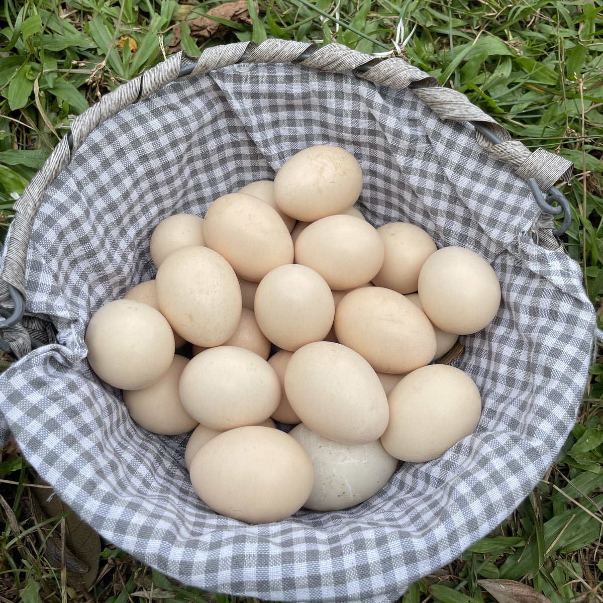 Eggs - pasture raised Duck eggs – Growing Puerto Rico