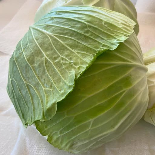 Cabbage (green) / Repollo verde – Growing Puerto Rico