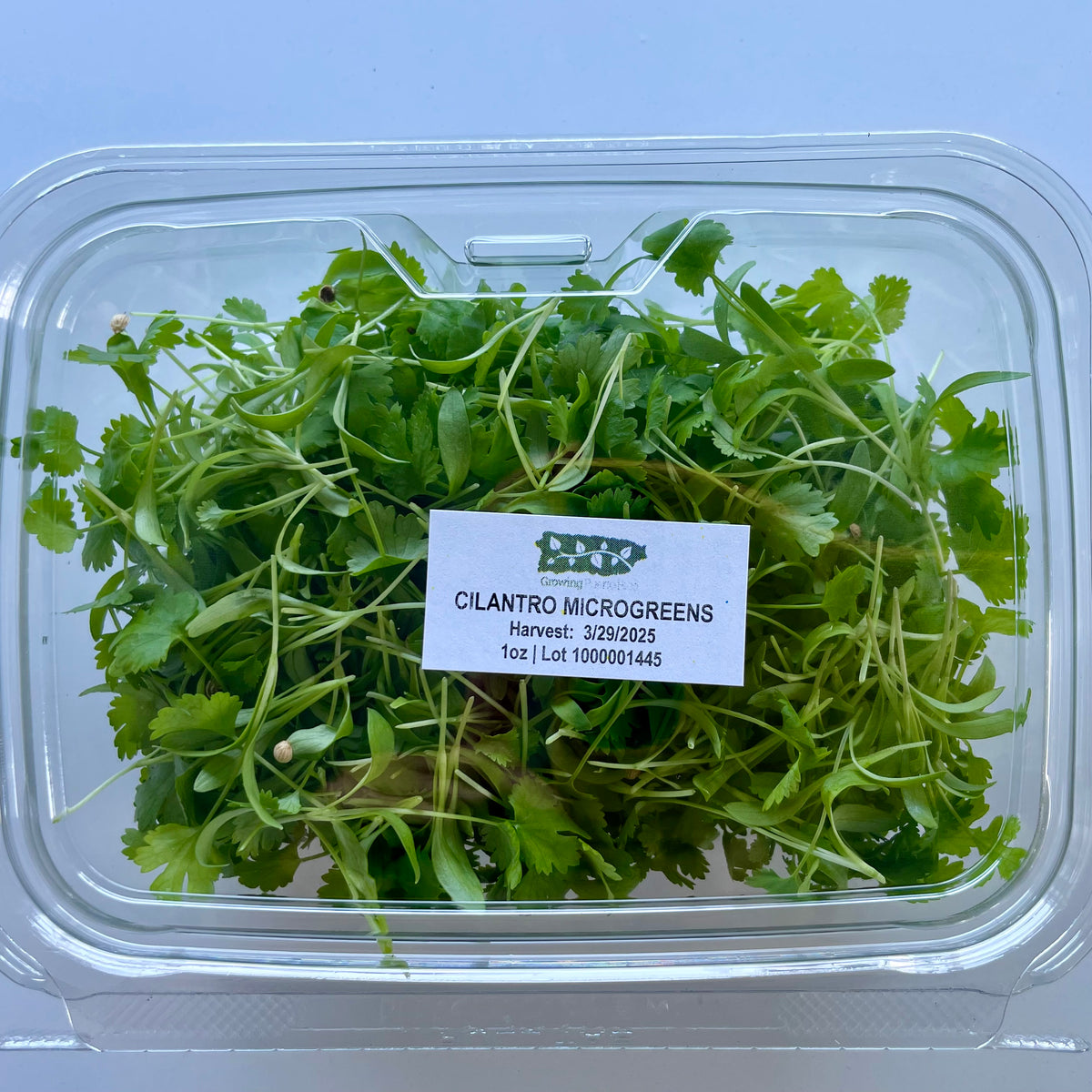 Cilantro Microgreens – Growing Puerto Rico