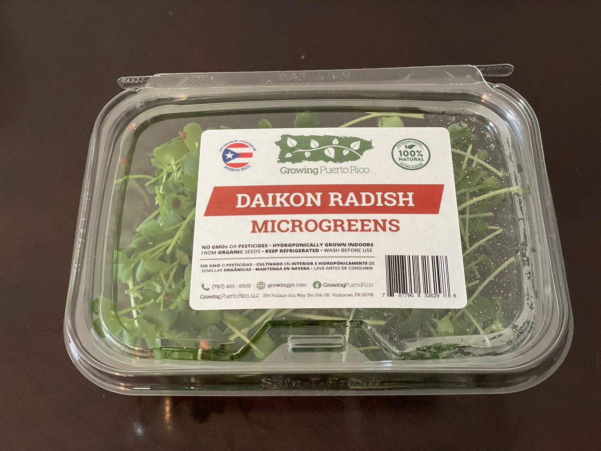 Daikon Radish Microgreens – Growing Puerto Rico