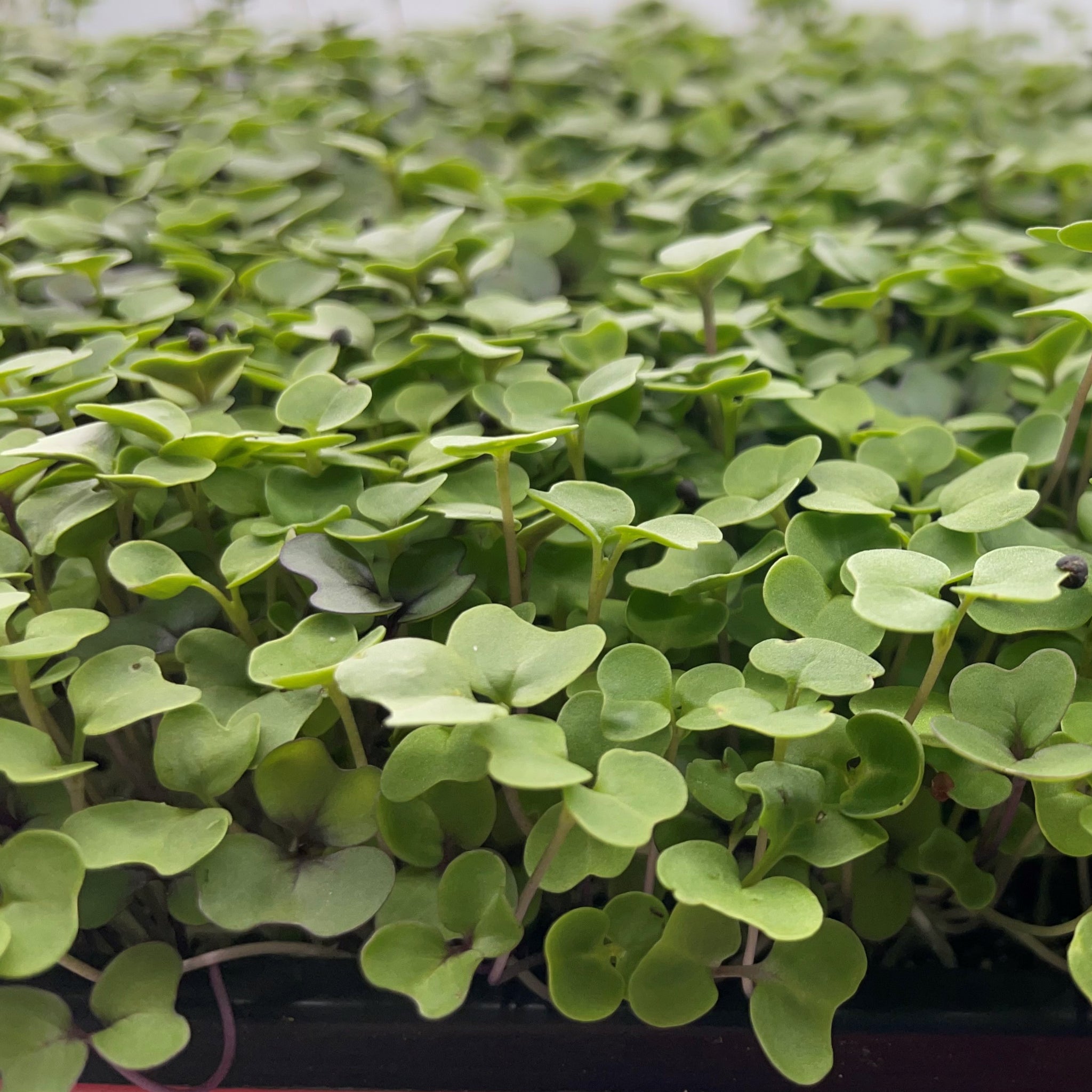 Spicy Mix Microgreens – Growing Puerto Rico