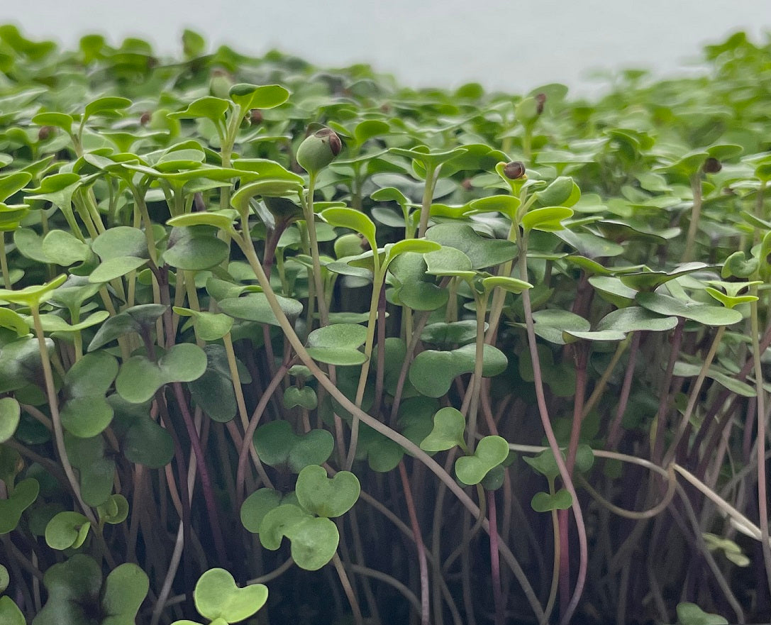 Mild Mix Microgreens – Growing Puerto Rico